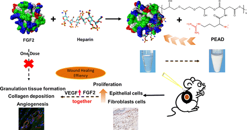 Heparin-Based Coacervate of FGF2 Improves Dermal Regeneration by ...