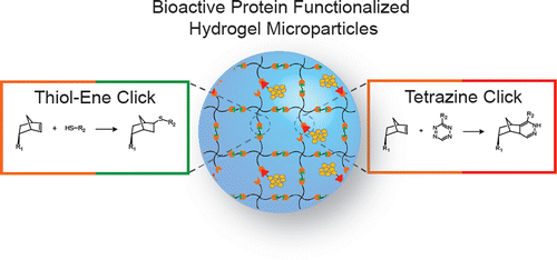 Sequential Thiol–Ene and Tetrazine Click Reactions for the Polymerization and Functionalization ...