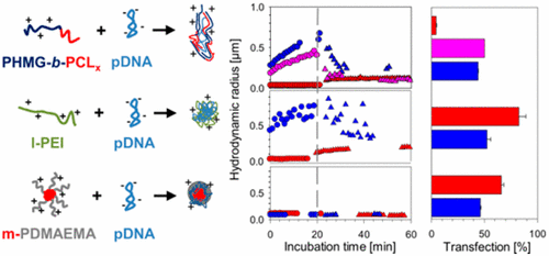 pDNA的压实和跨膜传递：l-PEI与两种类型的两亲嵌段共聚物之间的差异,Biomacromolecules - X-MOL