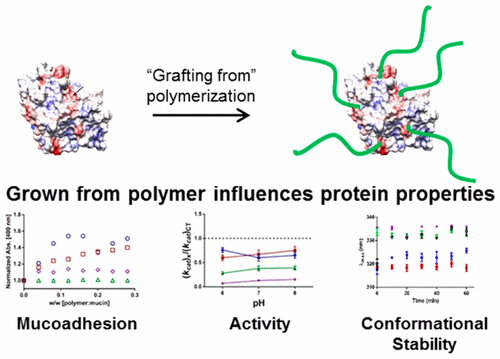 Design of Stomach Acid-Stable and Mucin-Binding Enzyme Polymer ...