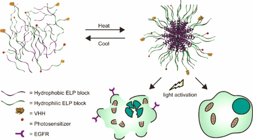 Self-Assembling VHH-Elastin-Like Peptides for Photodynamic Nanomedicine ...