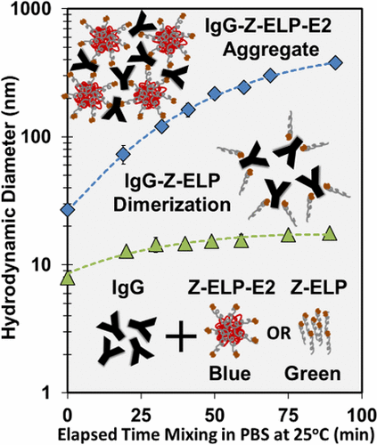 Ligand-Induced Cross-Linking of Z-Elastin-like Polypeptide ...