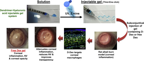 Subconjunctival injectable dendrimer-dexamethasone gel for the ...
