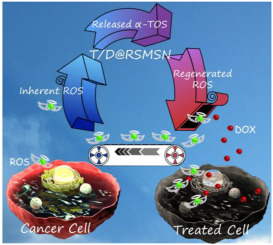A positive feedback strategy for enhanced chemotherapy based on ROS ...