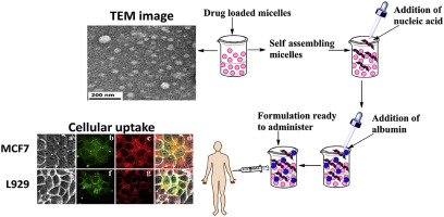 Self assembled dual responsive micelles stabilized with protein for co ...