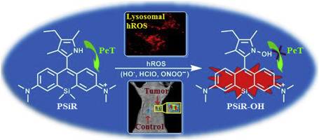 Imaging lysosomal highly reactive oxygen species and lighting up cancer ...