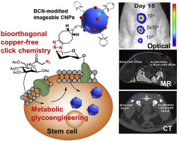 In vivo stem cell tracking with imageable nanoparticles that bind ...