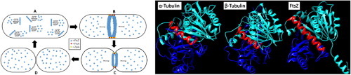 针对细胞分裂蛋白FtsZ的抗菌剂的发现和开发的最新进展,Bioorganic & Medicinal Chemistry - X-MOL