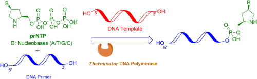 双脱氧核苷三磷酸（ddNTP）类似物：吡咯烷基核苷三磷酸（prNTPs）的合成和聚合酶底物活性,Bioorganic & Medicinal ...