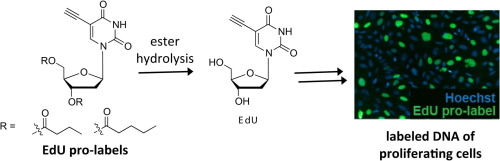 乙炔基-2'-脱氧尿苷化学探针的细胞增殖研究,Bioorganic & Medicinal Chemistry - X-MOL
