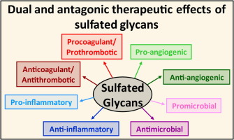 Dual and antagonic therapeutic effects of sulfated glycans,Bioorganic ...
