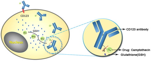 抗CD123抗体药物偶联物的设计，合成和评估,Bioorganic & Medicinal Chemistry - X-MOL