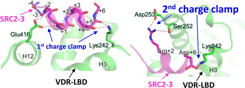SRC2-3 binds to vitamin D receptor with high sensitivity and strong ...