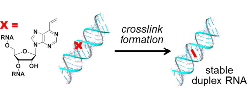 天然样交联双链RNA的合成及其性质研究,Bioorganic & Medicinal Chemistry - X-MOL