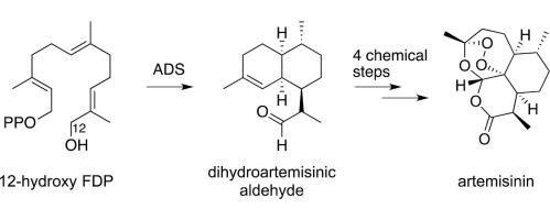 Concise Synthesis of Artemisinin from a Farnesyl Diphosphate Analogue ...