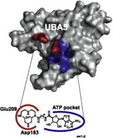 UFM1激活酶UBA5的选择性抑制剂,Bioorganic & Medicinal Chemistry Letters - X-MOL