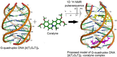 Nuclear magnetic resonance studies reveal stabilization of parallel G ...