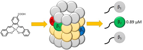 Discovery of a potent and highly specific β2 proteasome inhibitor from ...