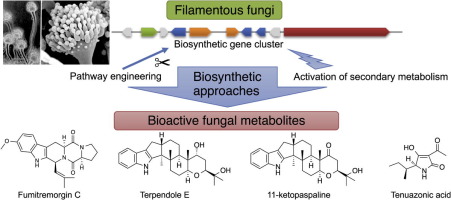 Biosynthetic approaches to creating bioactive fungal metabolites ...