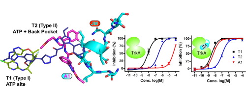 The juxtamembrane region of TrkA kinase is critical for inhibitor ...
