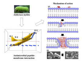 阐明了来自Antheraea mylitta的新型抗菌肽的结构和功能整合,Bioorganic & Medicinal Chemistry ...
