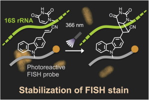 RNA fluorescence in situ hybridization using 3-cyanovinylcarbazole ...