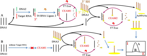 胃癌患者血清中microRNA-21的超灵敏电化学测定的两阶段循环酶促扩增方法,Biosensors and Bioelectronics ...