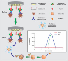 Highly sensitive electrochemiluminescence detection of p53 protein using functionalized Ru ...