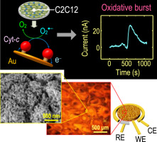 Macroporous mesh of nanoporous gold in electrochemical monitoring of ...