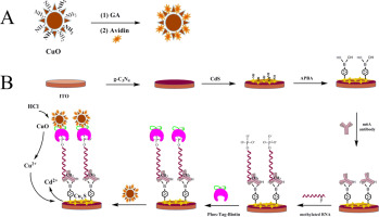 基于g-C3N4 / CdS量子点异质结和Phos-tag-Biotin的甲基化RNA检测的光电化学免疫传感器,Biosensors and Bioelectronics - X-MOL