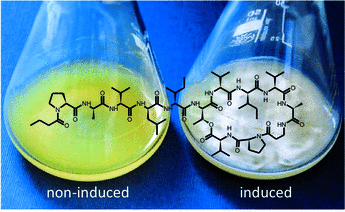 Simple “On‐Demand” Production of Bioactive Natural Products,ChemBioChem ...
