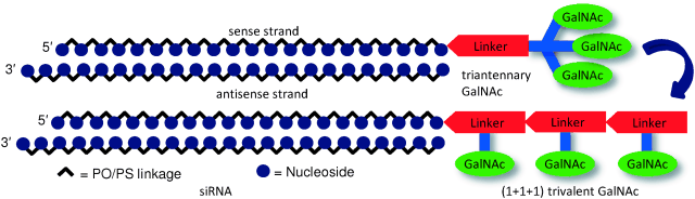 Hepatocyte‐Specific Delivery of siRNAs Conjugated to Novel Non‐nucleosidic Trivalent N ...
