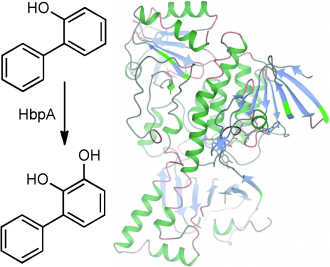 Structures of the Apo and FAD‐Bound Forms of 2‐Hydroxybiphenyl 3 ...