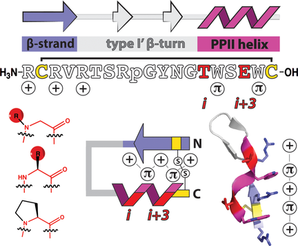 PPII Helical Peptidomimetics Templated by Cation–π Interactions ...