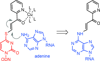 Site‐Specific Modification of the 6‐Amino Group of Adenosine in RNA by ...