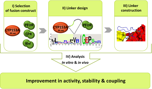 The Impact of Linker Length on P450 Fusion Constructs: Activity ...
