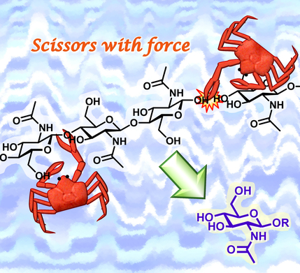 Catalytic Depolymerization of Chitin with Retention of N‐Acetyl Group ...