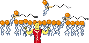 Increased Microbial Butanol Tolerance by Exogenous Membrane Insertion ...