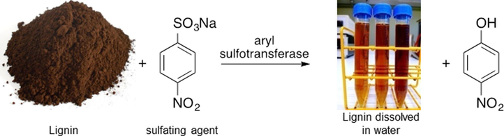 Dissolving Lignin in Water through Enzymatic Sulfation with Aryl ...