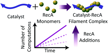 Using RecA protein to enhance kinetic rates of DNA circuits,Chemical ...