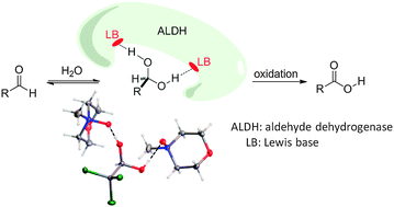 模仿醛脱氢酶的活性位点：通过氢键稳定羰基水合物,Chemical Communications - X-MOL
