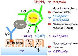 An ultrasensitive and incubation-free electrochemical immunosensor ...
