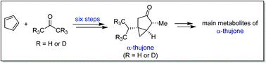 A six-step total synthesis of [small alpha]-thujone and d6-[small alpha ...