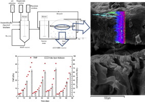 Inorganic characteristics of cake layer in A/O MBR for anaerobically ...