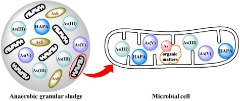 Characterization of arsenic species in the anaerobic granular sludge ...