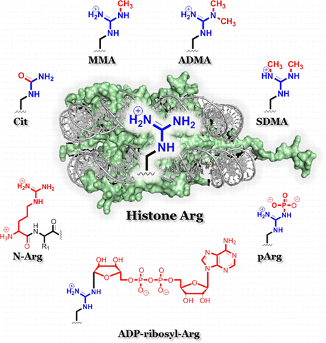 Chemical Biology of Protein Arginine Modifications in Epigenetic ...