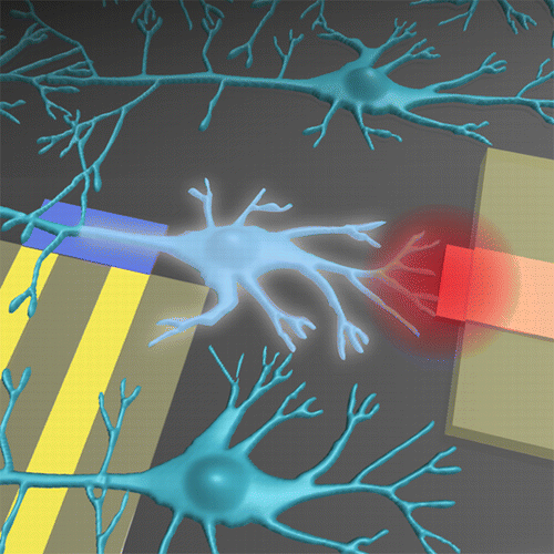 Organic Bioelectronics: Bridging the Signaling Gap between Biology and ...