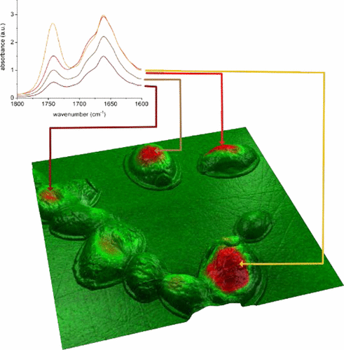 AFM-IR：纳米红外光谱和化学成像技术与应用,Chemical Reviews - X-MOL