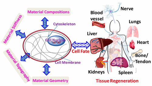 The Horizon of Materiobiology: A Perspective on Material-Guided Cell ...