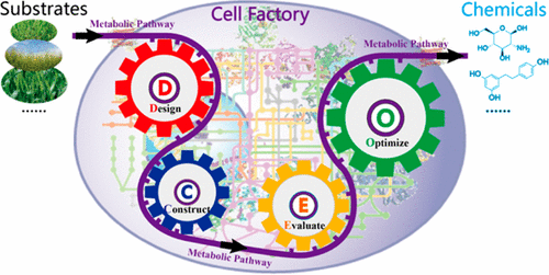 DCEO Biotechnology: Tools To Design, Construct, Evaluate, and Optimize ...